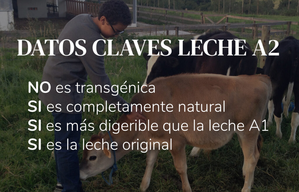 EN PHAJCHA, NUESTRA LECHE ES A2 - Phajcha